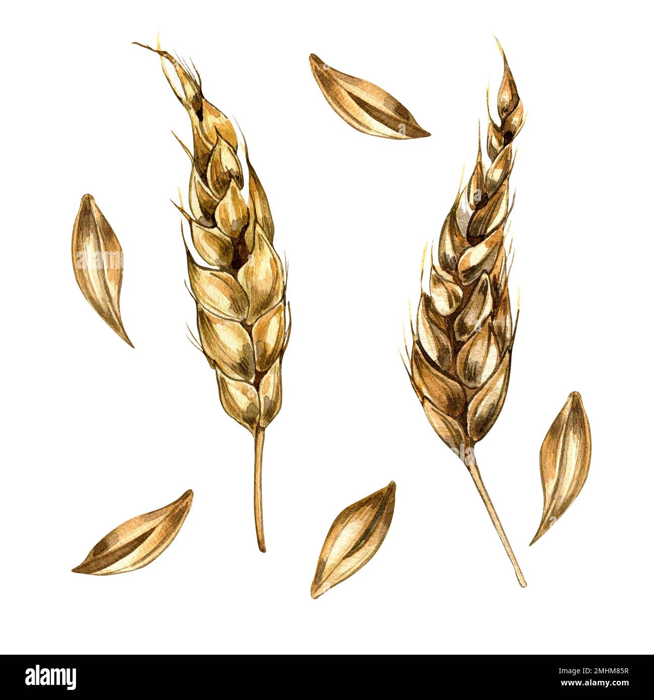 Wheat ear and grains watercolor illustration isolated on white ...