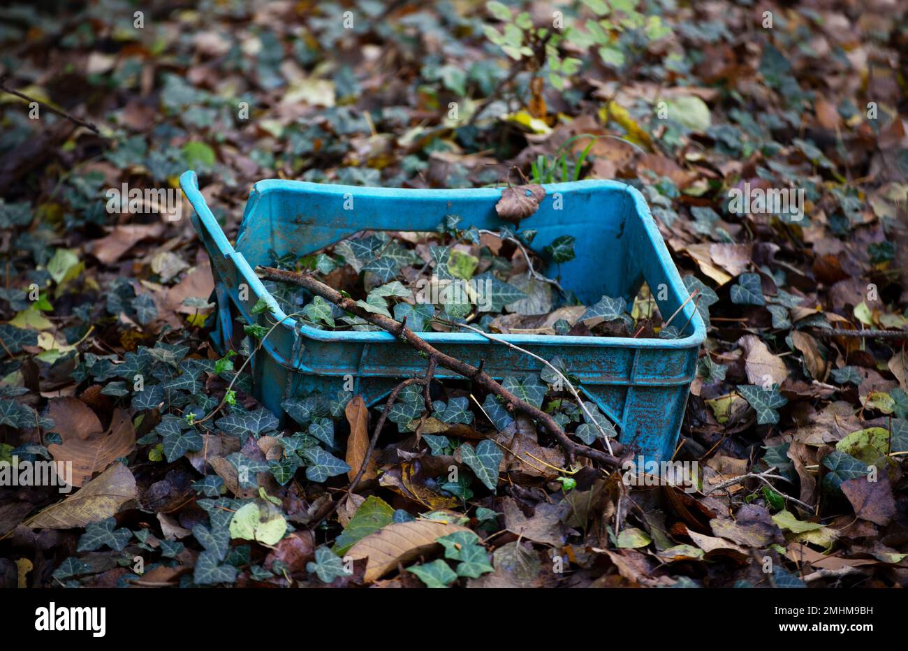 Abandoned garbage in the woods, abandoned plastic crate full of leaves ...