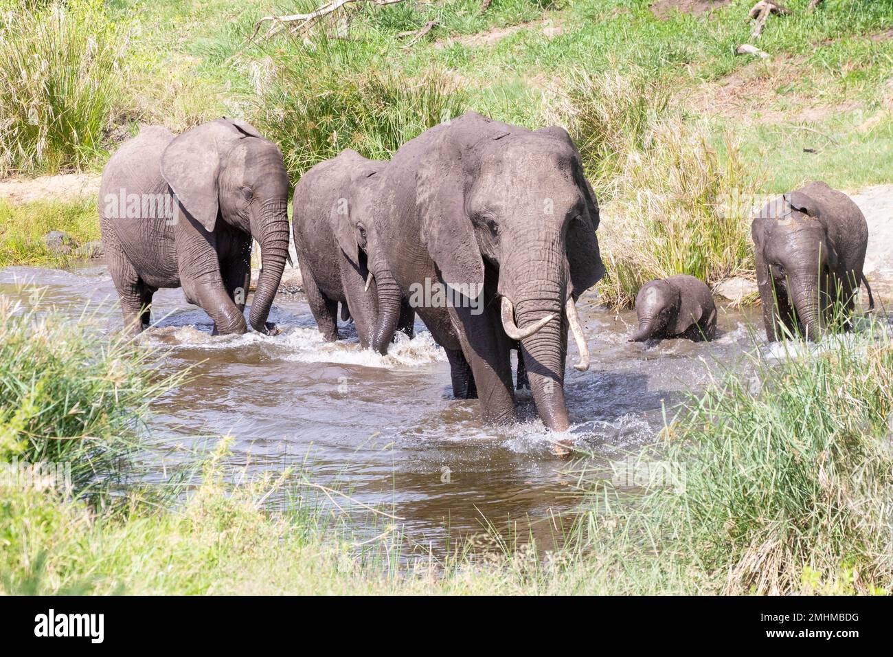 Small herd of African Elephant, African Bush Elephant (Loxodonta ...