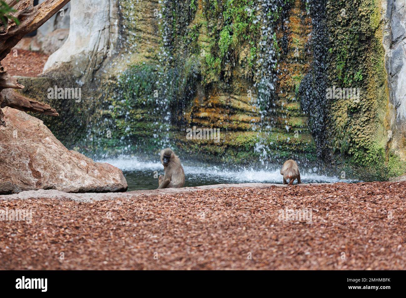 Old World Monkey, family of Primates known taxonomically as the ...