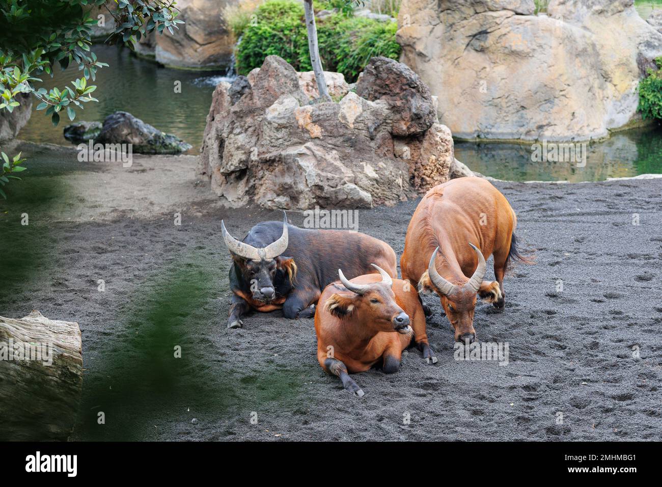 African forest buffalo hi-res stock photography and images - Alamy