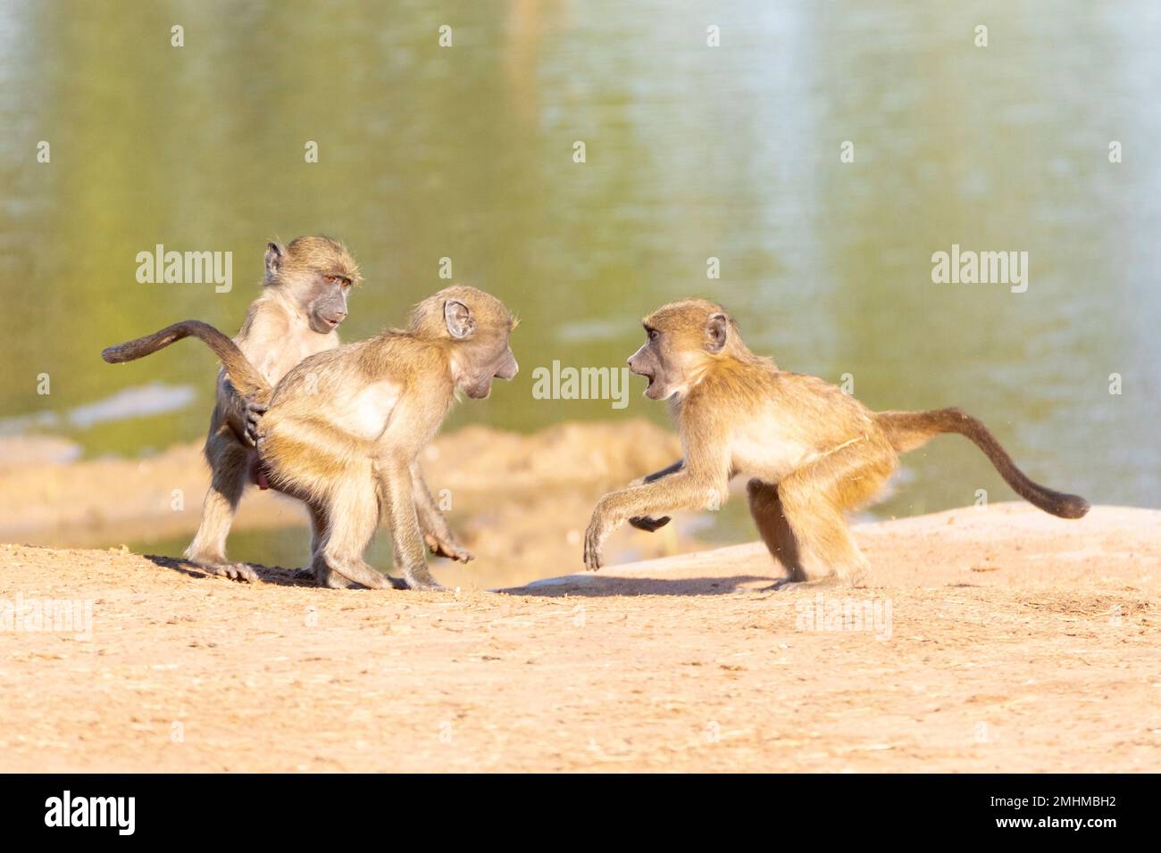 Largest member of monkey family hi-res stock photography and images - Alamy