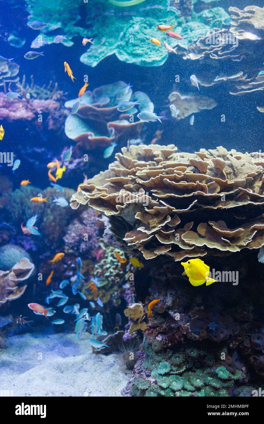 Fishes and Corals inside a Big Blue Aquarium Tank Stock Photo - Alamy