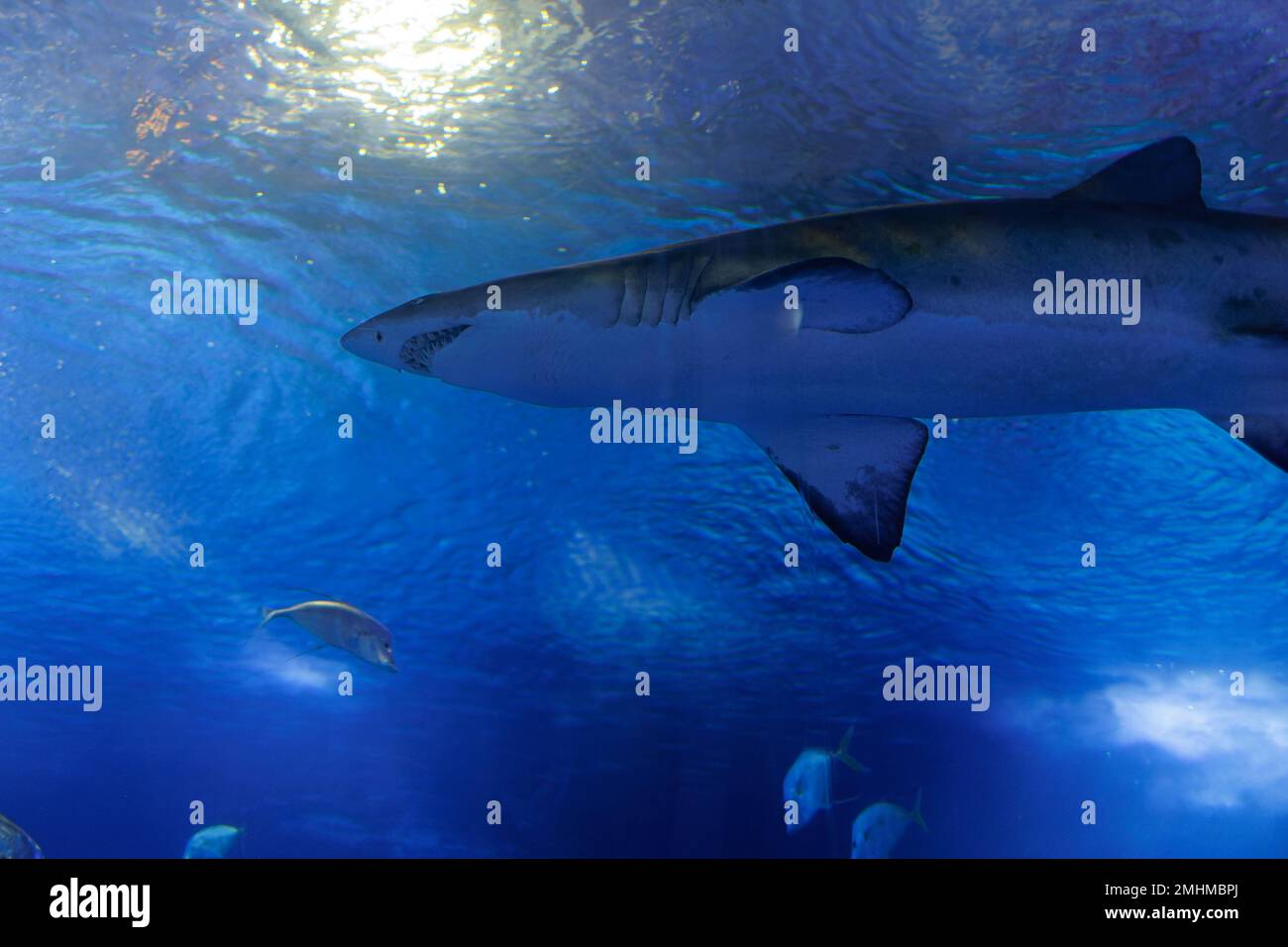 Medium Sized Shark inside an Aquarium, Fish Theme Stock Photo - Alamy