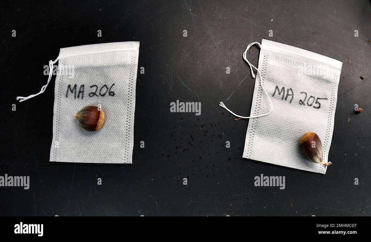 Genetically modified chestnuts are labeled, weighed and bagged before ...