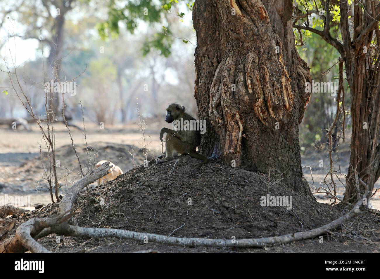 In this Oct, 27, 2019, photo, a baboon sits under a tree in Mana Pools ...