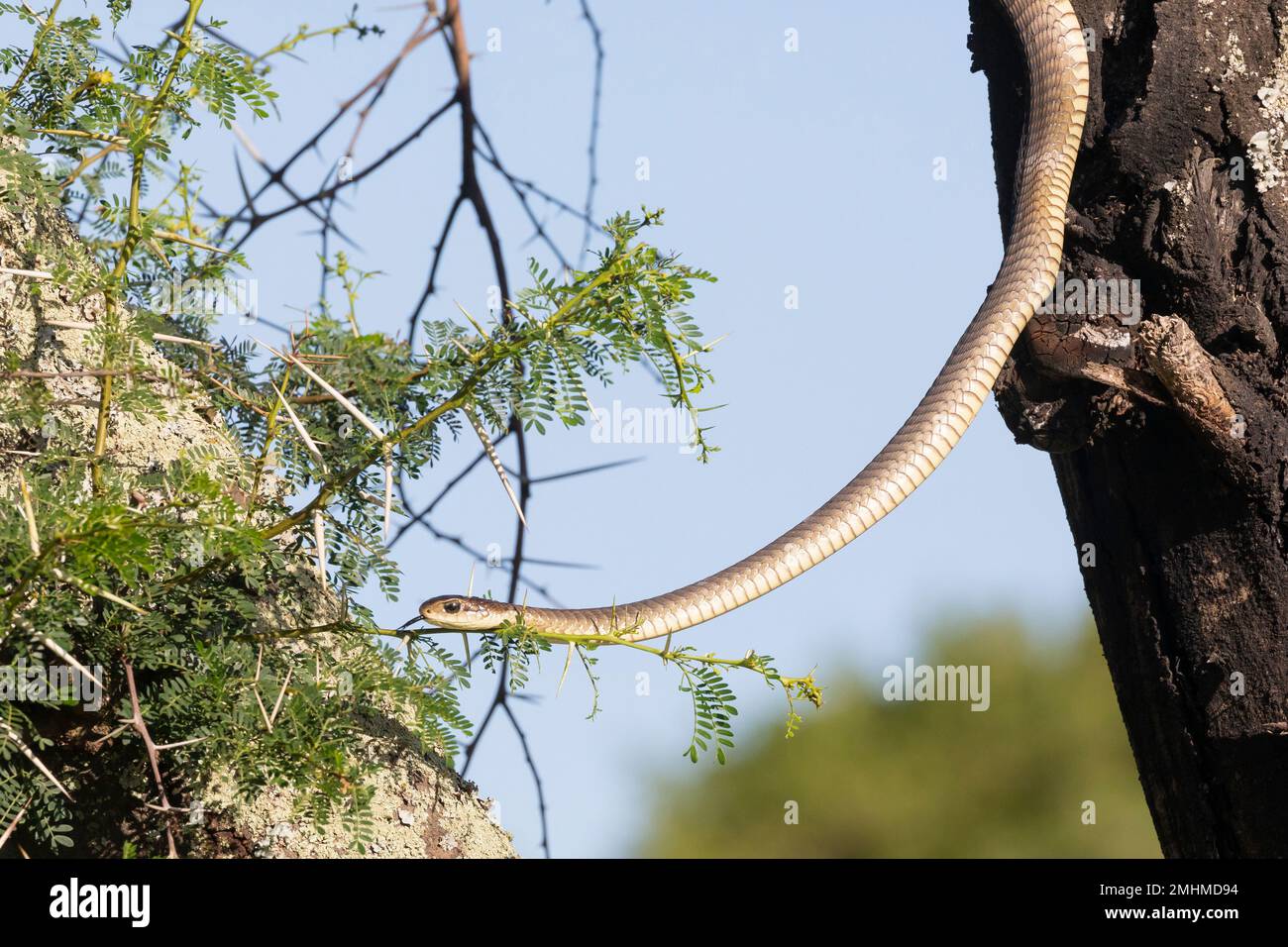 Female Cape Boomslang (Dispholidus typus typus Stock Photo - Alamy