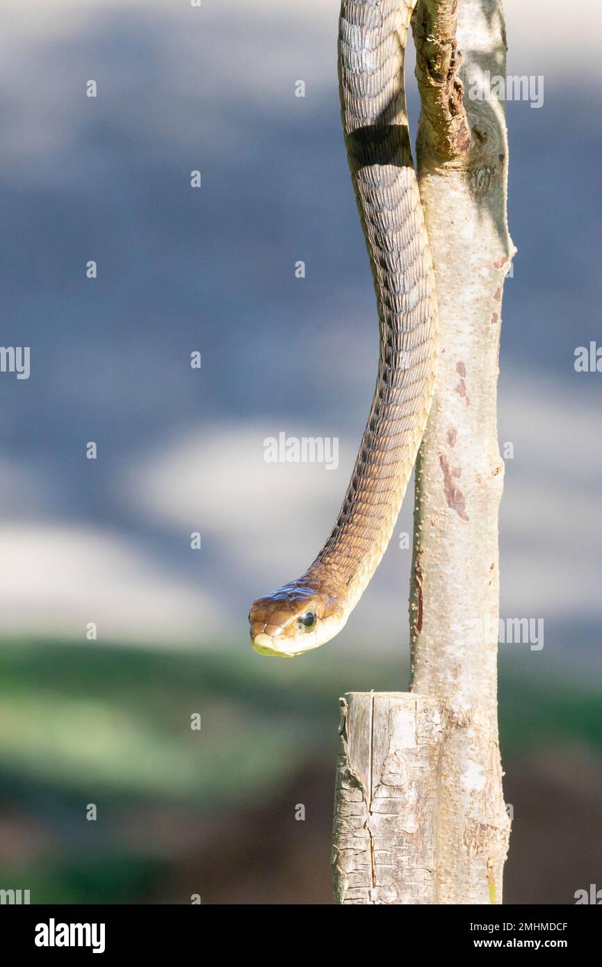 Boomslang female hi-res stock photography and images - Alamy