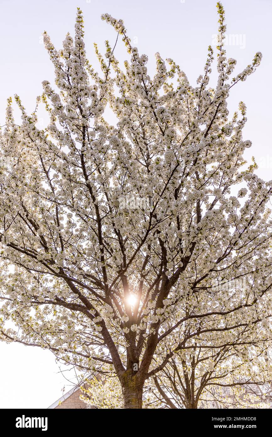 Kilburn local area shoot, London, England, UK Stock Photo - Alamy