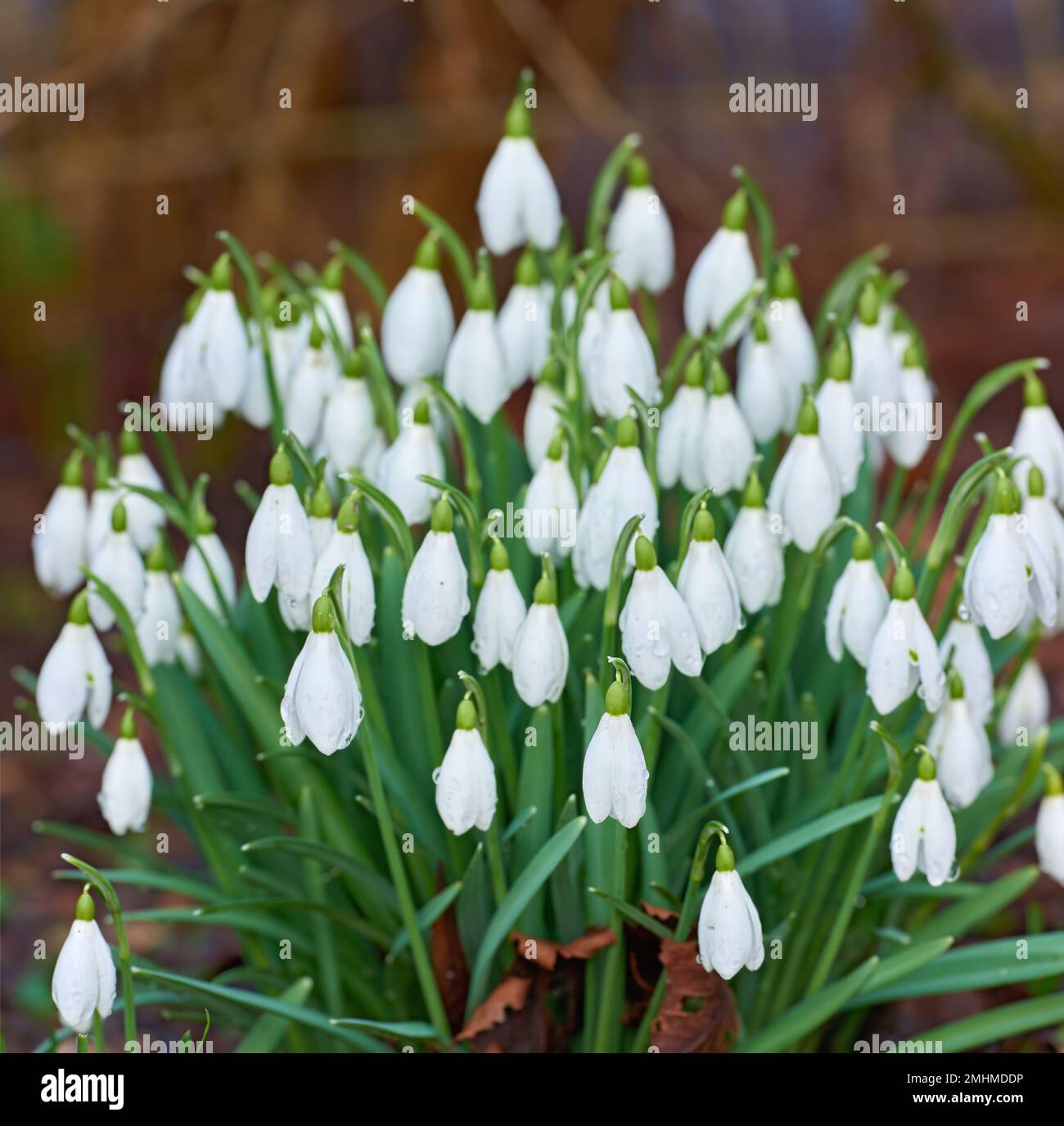 20 living species hi-res stock photography and images - Alamy