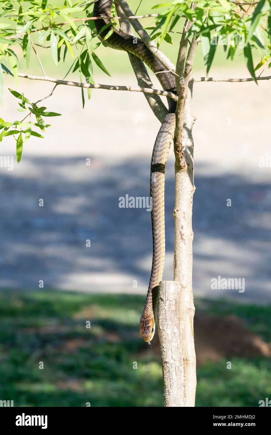 2,5m long Female Cape Boomslang (Dispholidus typus typus) descending a ...