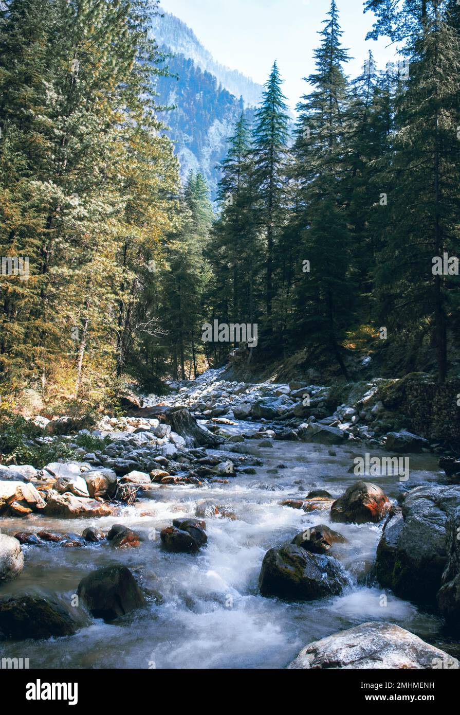 River stones surrounded trees hi-res stock photography and images - Alamy