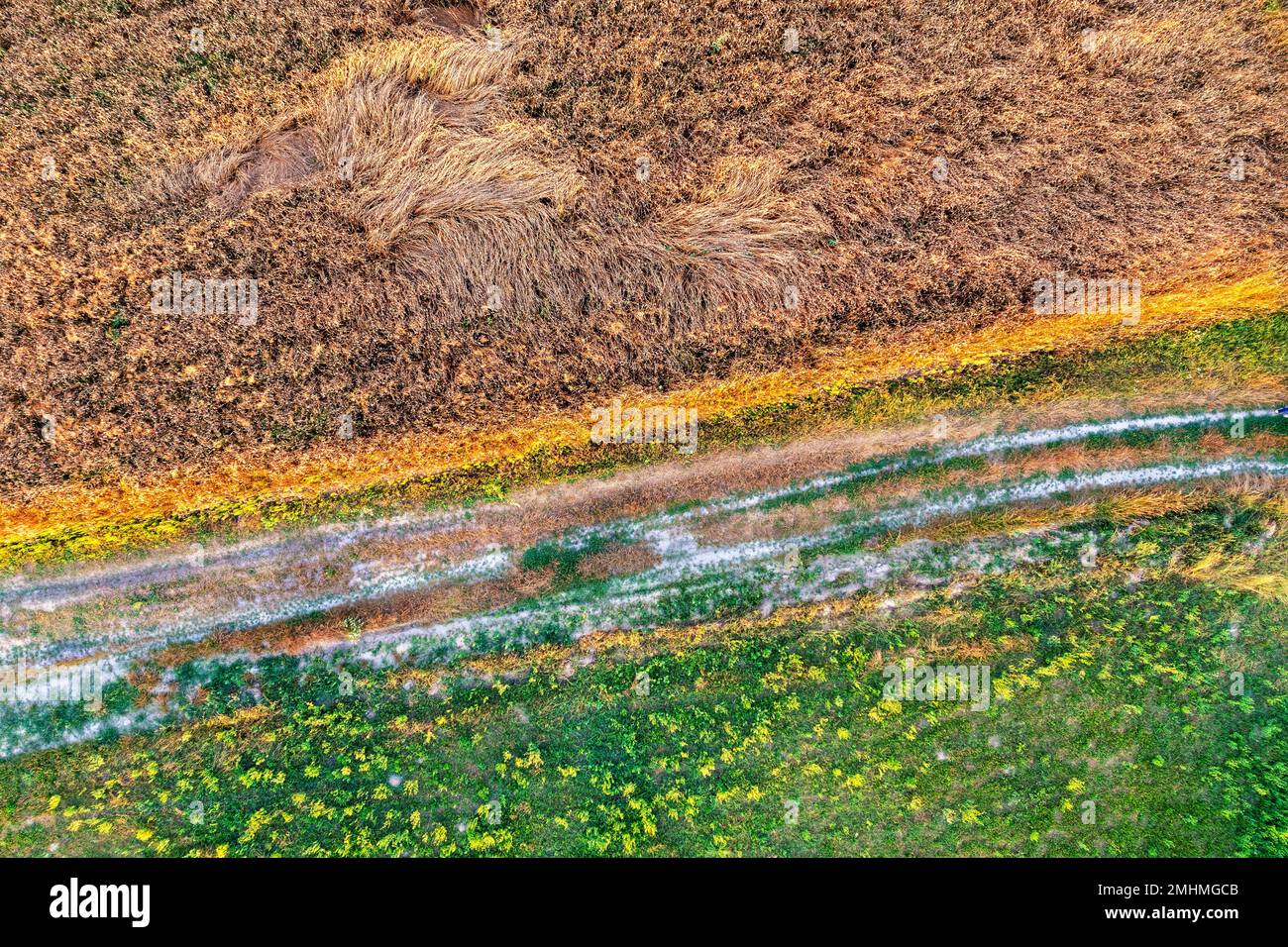 Top view of the rural landscape. Wheat field, dirt road, and virgin ...