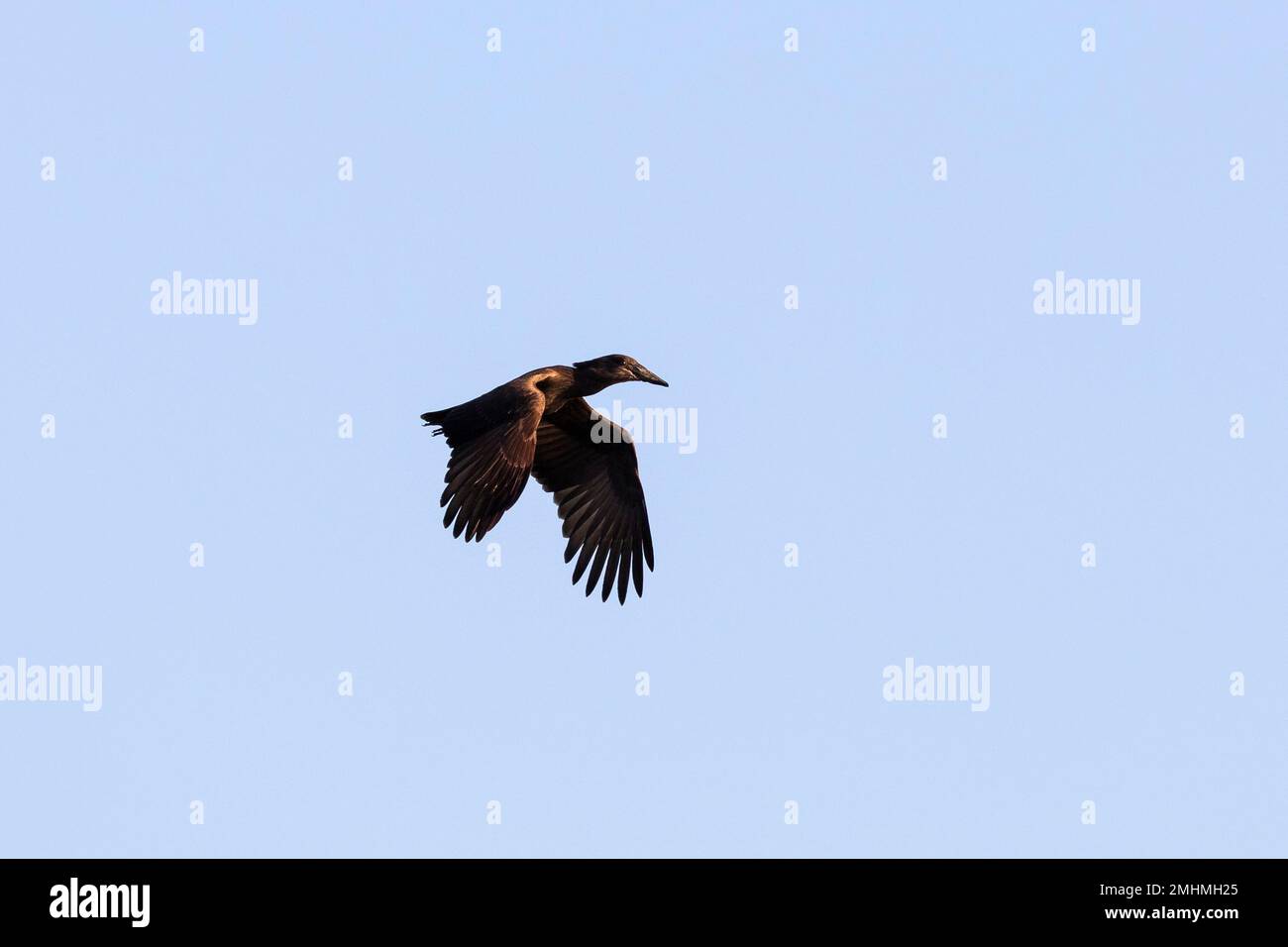 Hamerkop in flight hi-res stock photography and images - Alamy