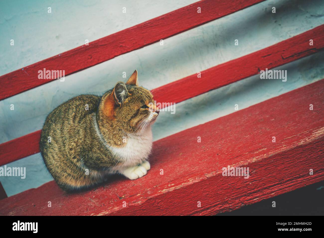 Cat sits on bench hi-res stock photography and images - Alamy