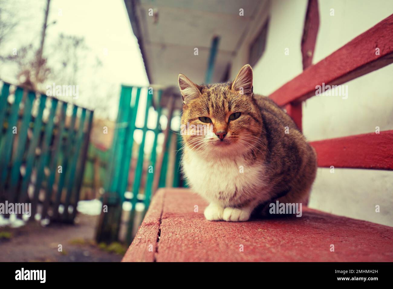 The cat sits on a bench in the yard Stock Photo - Alamy