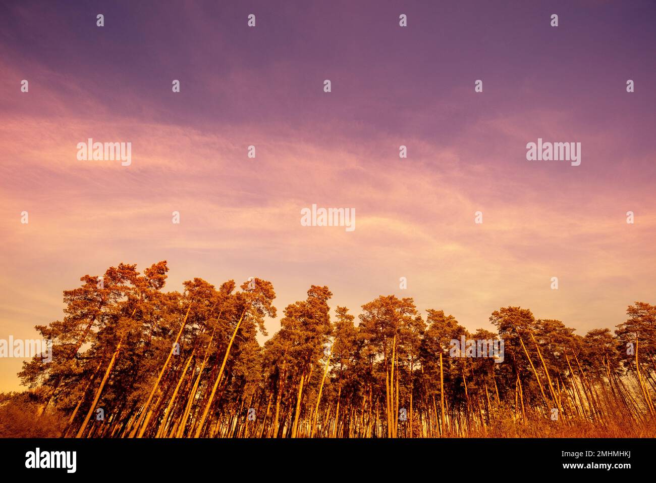 Bright early spring pine forest hi-res stock photography and images - Alamy