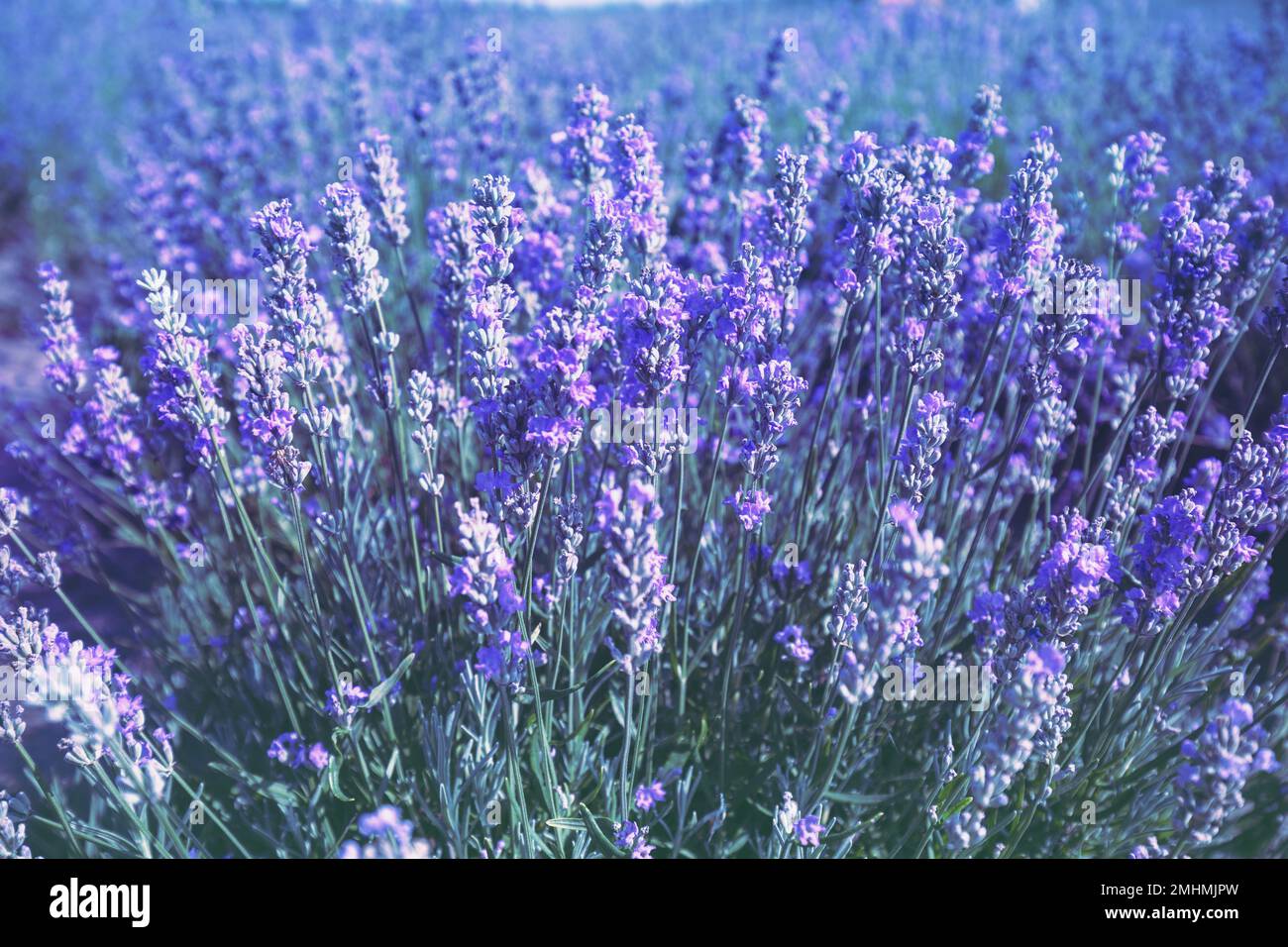 Flowering Lavender field in summer during sunrise. Nature background ...