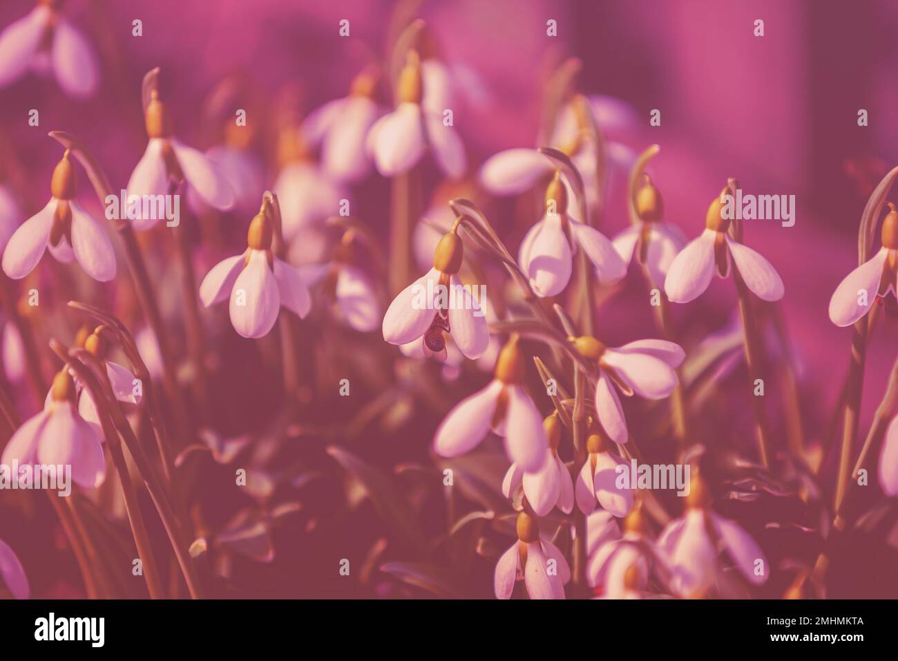 Purple snowdrops growing in spring hi-res stock photography and images ...