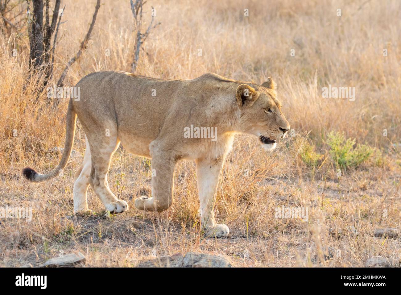 Lion Lioness Savannah Sunset A Lioness With New Born Antelope Prey.