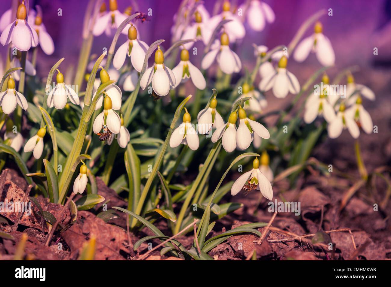 Purple snowdrops growing in spring hi-res stock photography and images ...