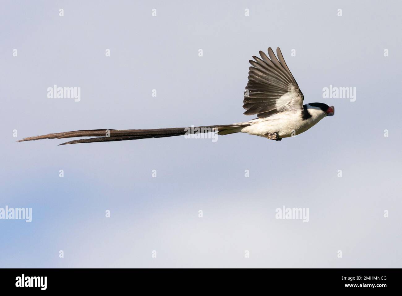 Male Pin-tailed Whydah (Vidua macroura) in breeding plumage, Western ...
