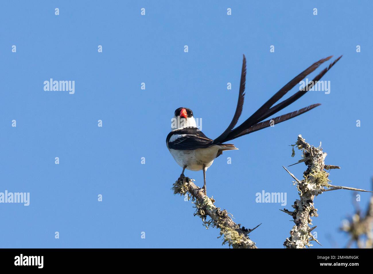 Male Pin-tailed Whydah (Vidua macroura) in breeding plumage, Western ...