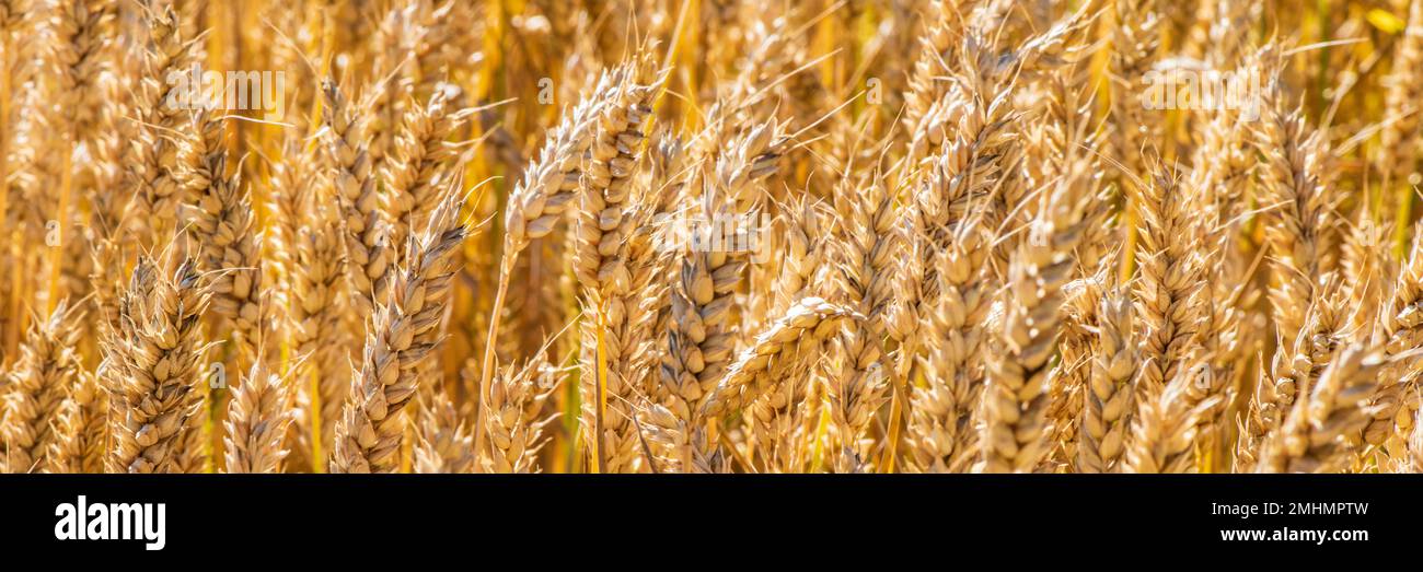 ear of corn on a cornfield Stock Photo - Alamy