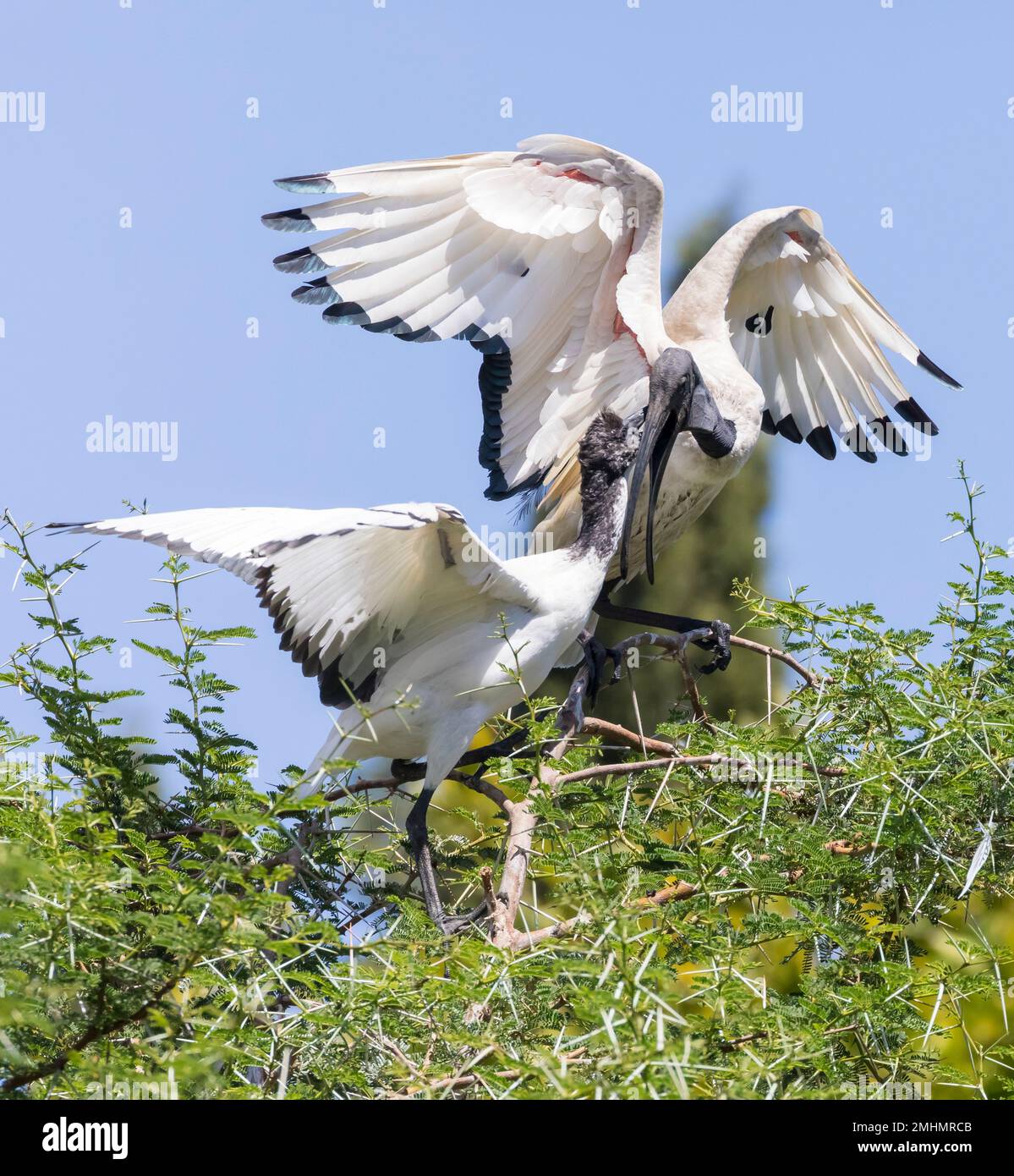 Adult and juvenile white ibis in flight hi-res stock photography and ...