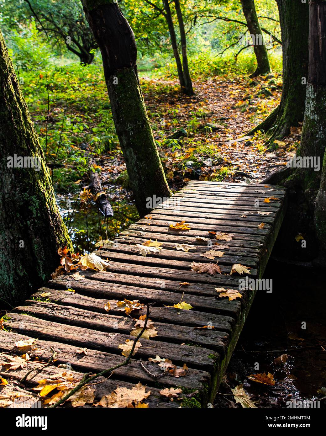 Wooden bridge with dry leaves during autumnal season. Celestial trail ...