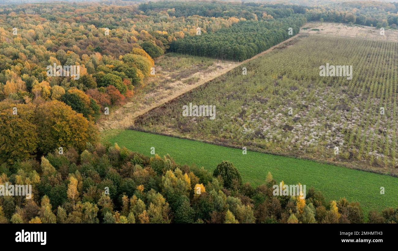 Aerial view of forest Stock Photo - Alamy