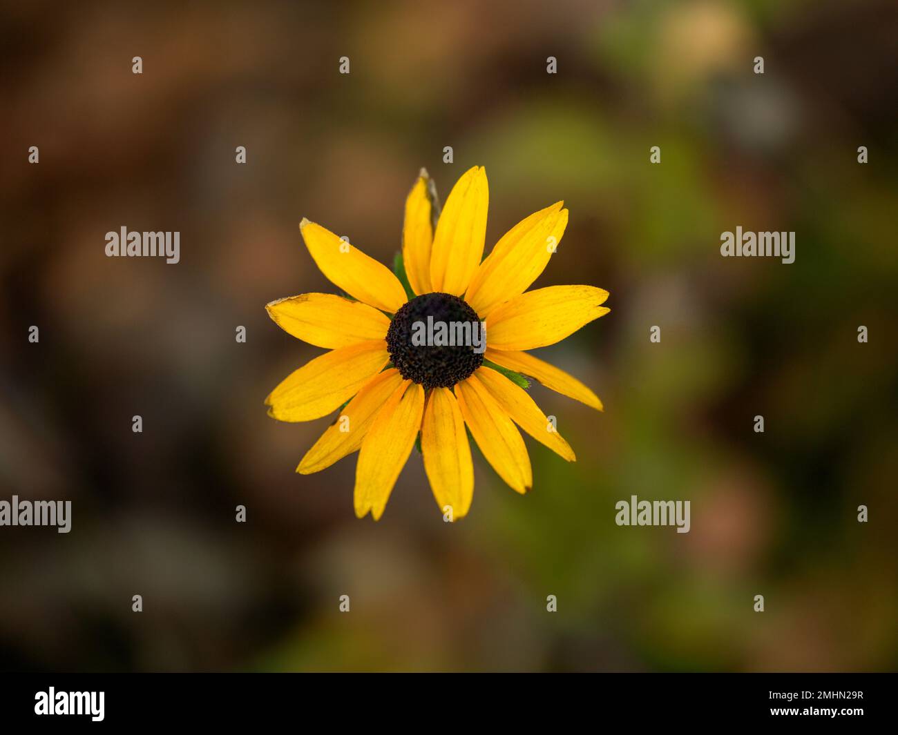 Elevated yellow flower hi-res stock photography and images - Alamy