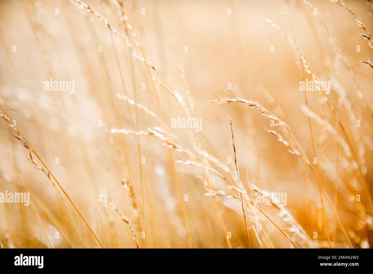 Stubble and grass hi-res stock photography and images - Alamy