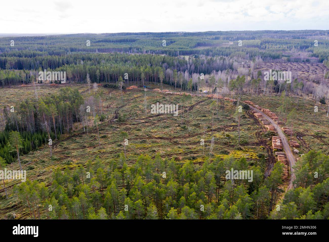 Aerial view of cleared forest section Stock Photo - Alamy