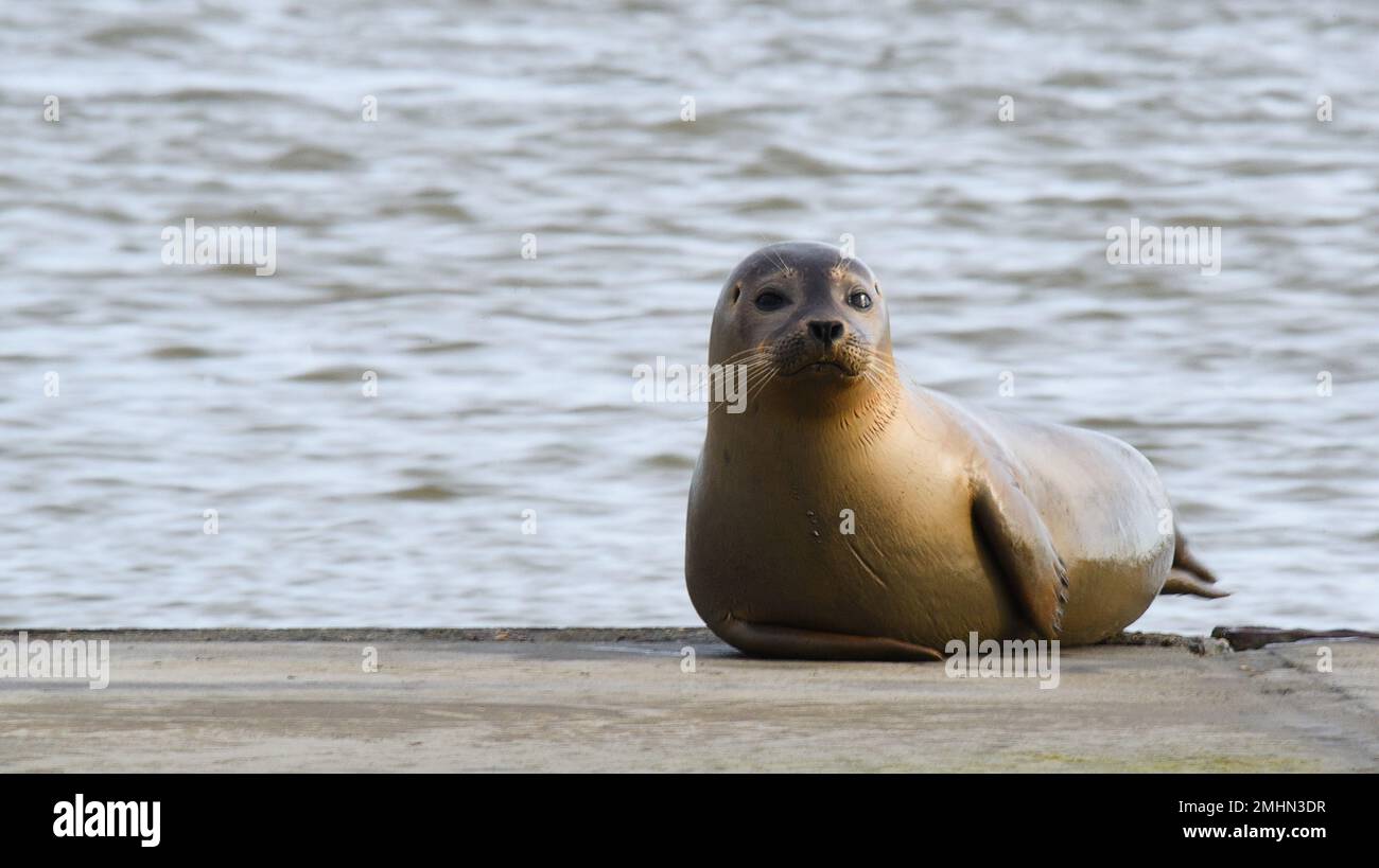 High Quality Seal