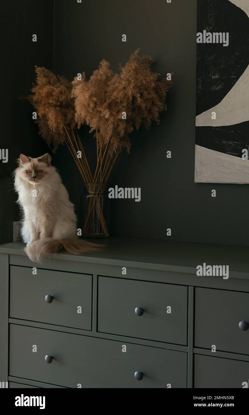 Cat sitting on chest of drawers Stock Photo - Alamy