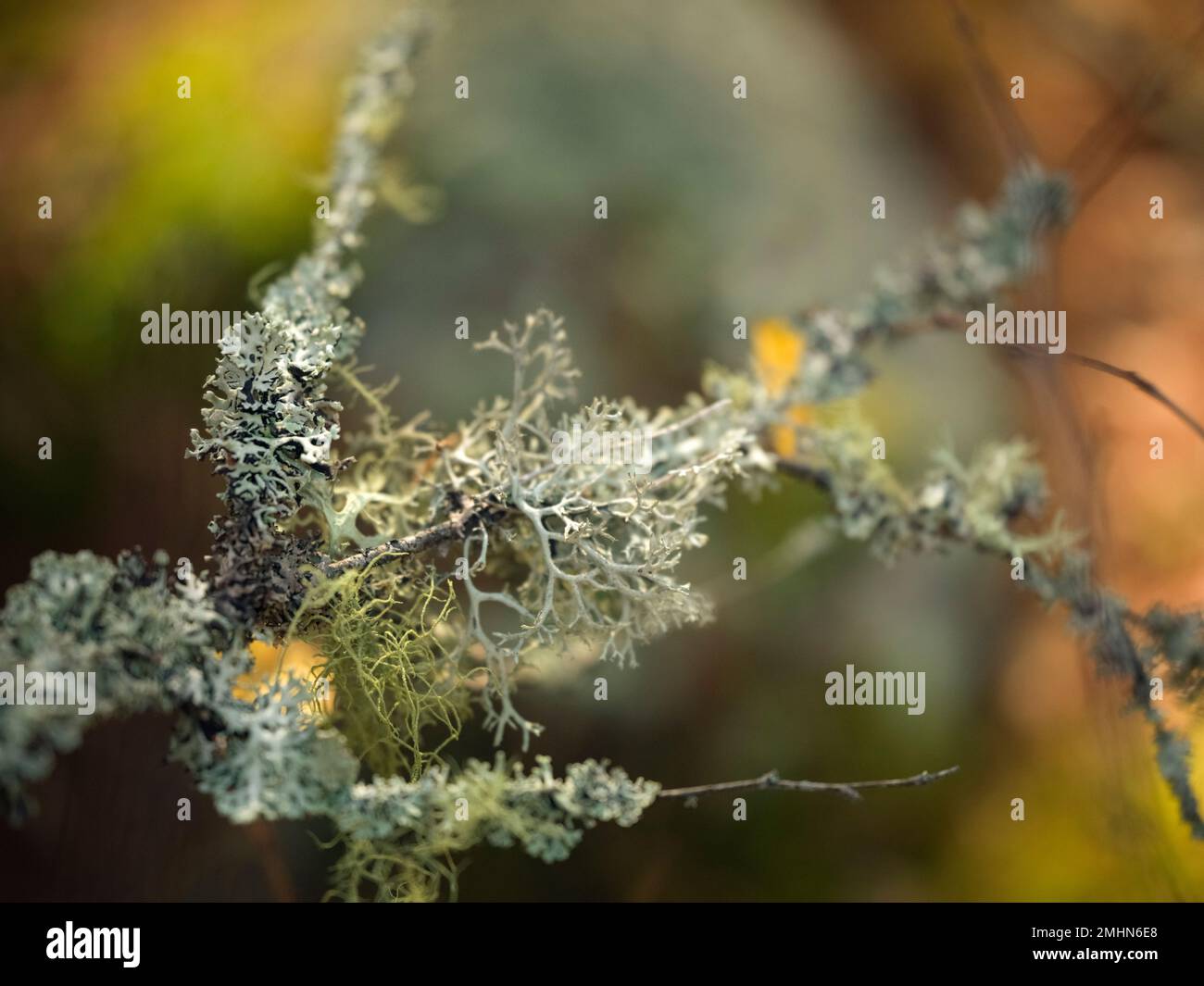 Lichen growing on twigs Stock Photo - Alamy