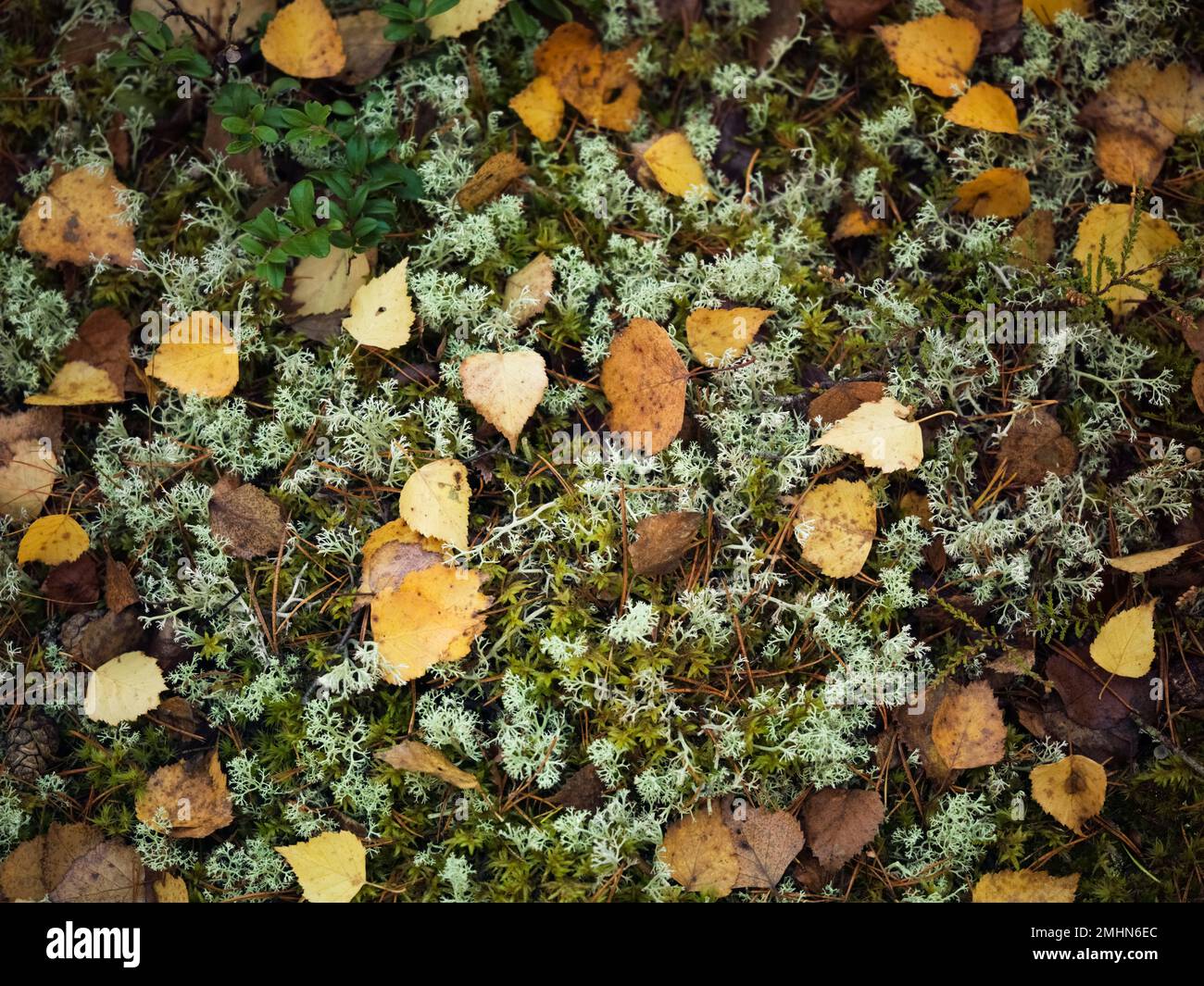 Moss fall leaf hi-res stock photography and images - Alamy