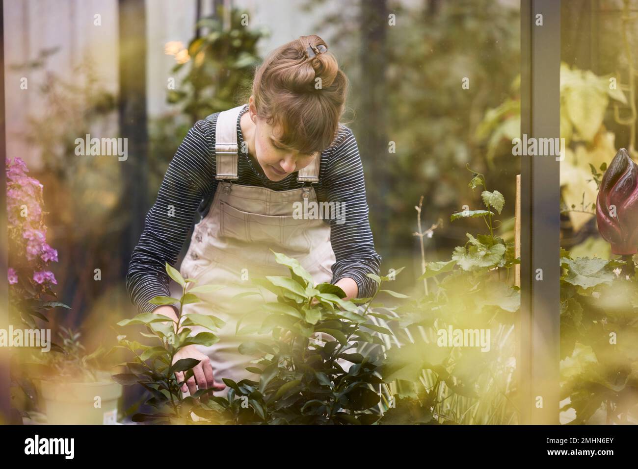 Dark greenhouse hi-res stock photography and images - Alamy