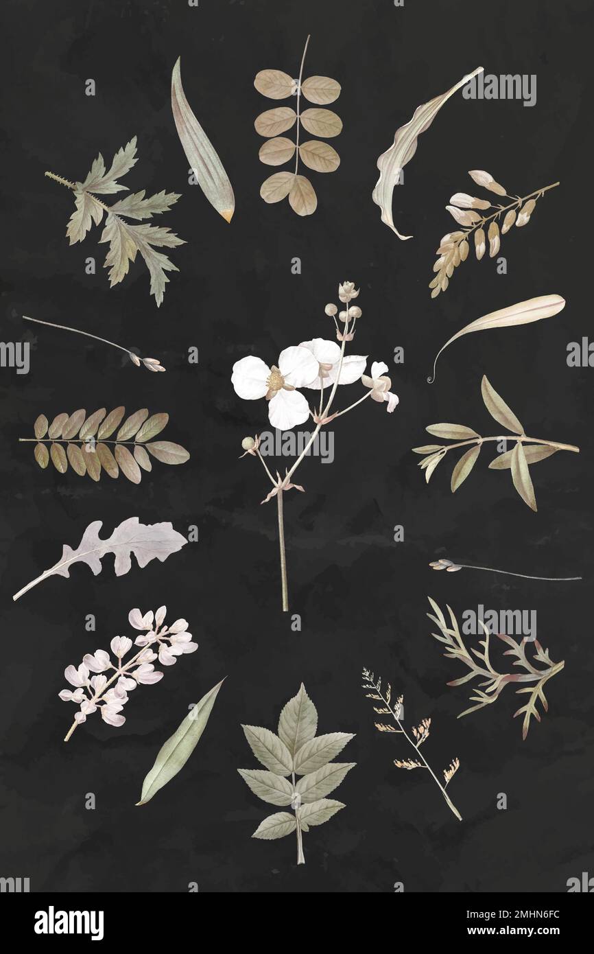 Foliage design elements vector set Stock Vector Image & Art - Alamy