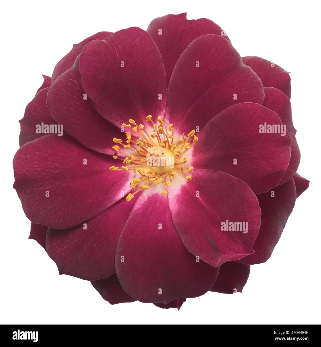 close-up of red rose, flower head isolated on white background Stock ...