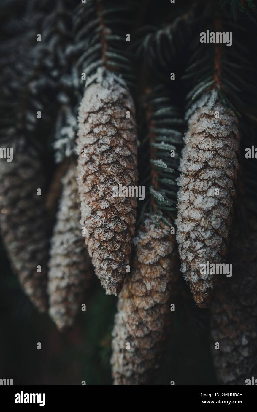 Frozen cone hi-res stock photography and images - Alamy