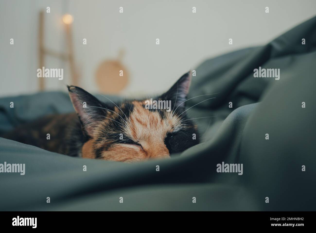 Tri-colored cat sleeping Stock Photo - Alamy