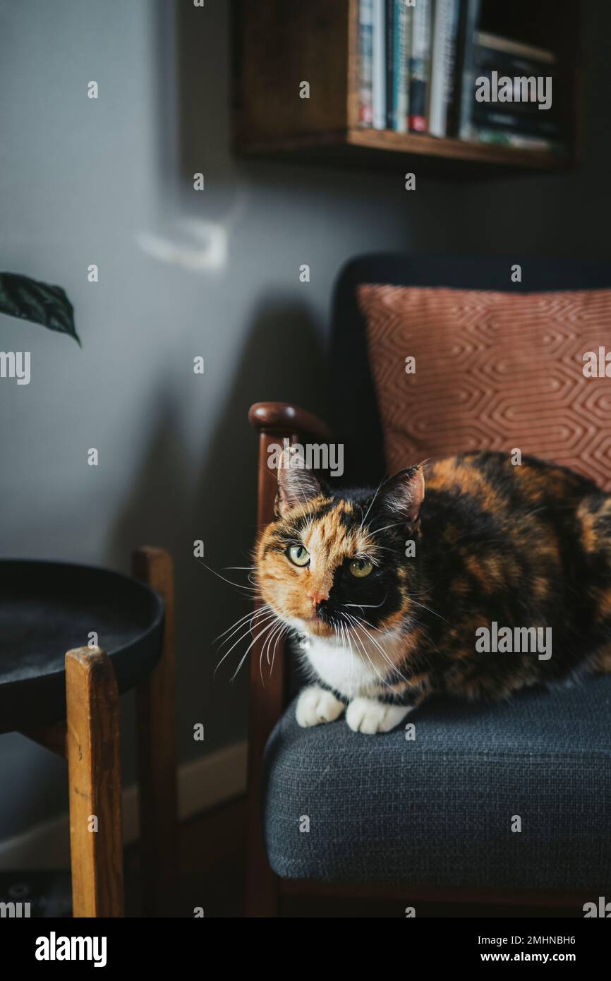 Tri-colored cat sitting on armchair Stock Photo - Alamy