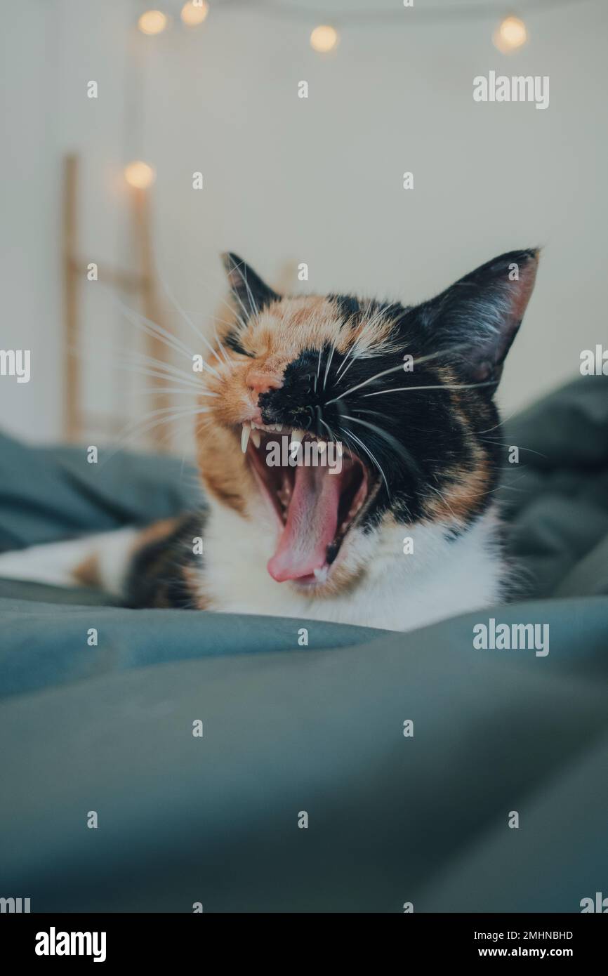 Tri-colored cat yawning Stock Photo - Alamy
