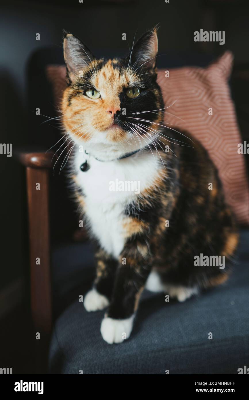 Tri-colored cat sitting on armchair Stock Photo - Alamy