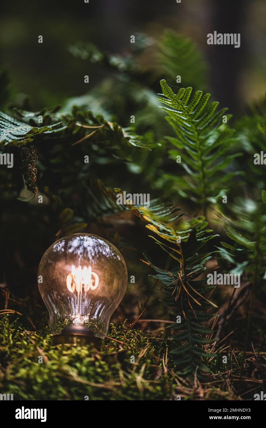 Lit light bulb among ferns in forest Stock Photo - Alamy