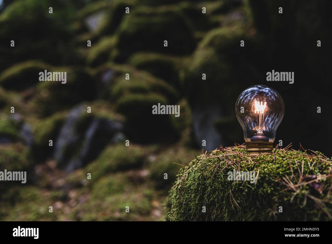 Lit light bulb on tree stump in forest Stock Photo - Alamy