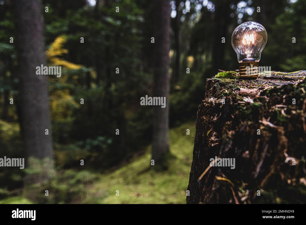 Lit light bulb on tree stump in forest Stock Photo - Alamy