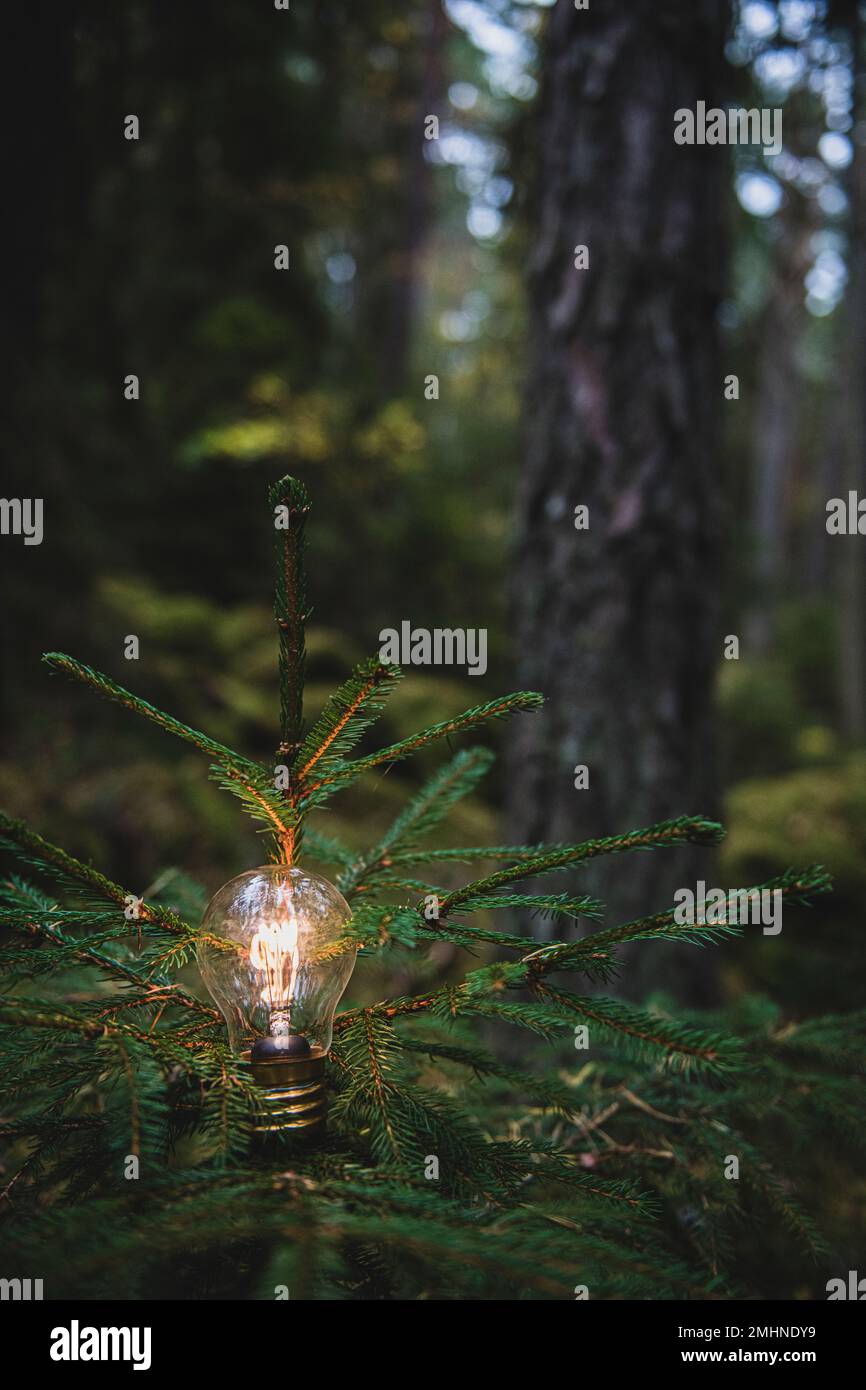 Lightbulb tree hi-res stock photography and images - Alamy